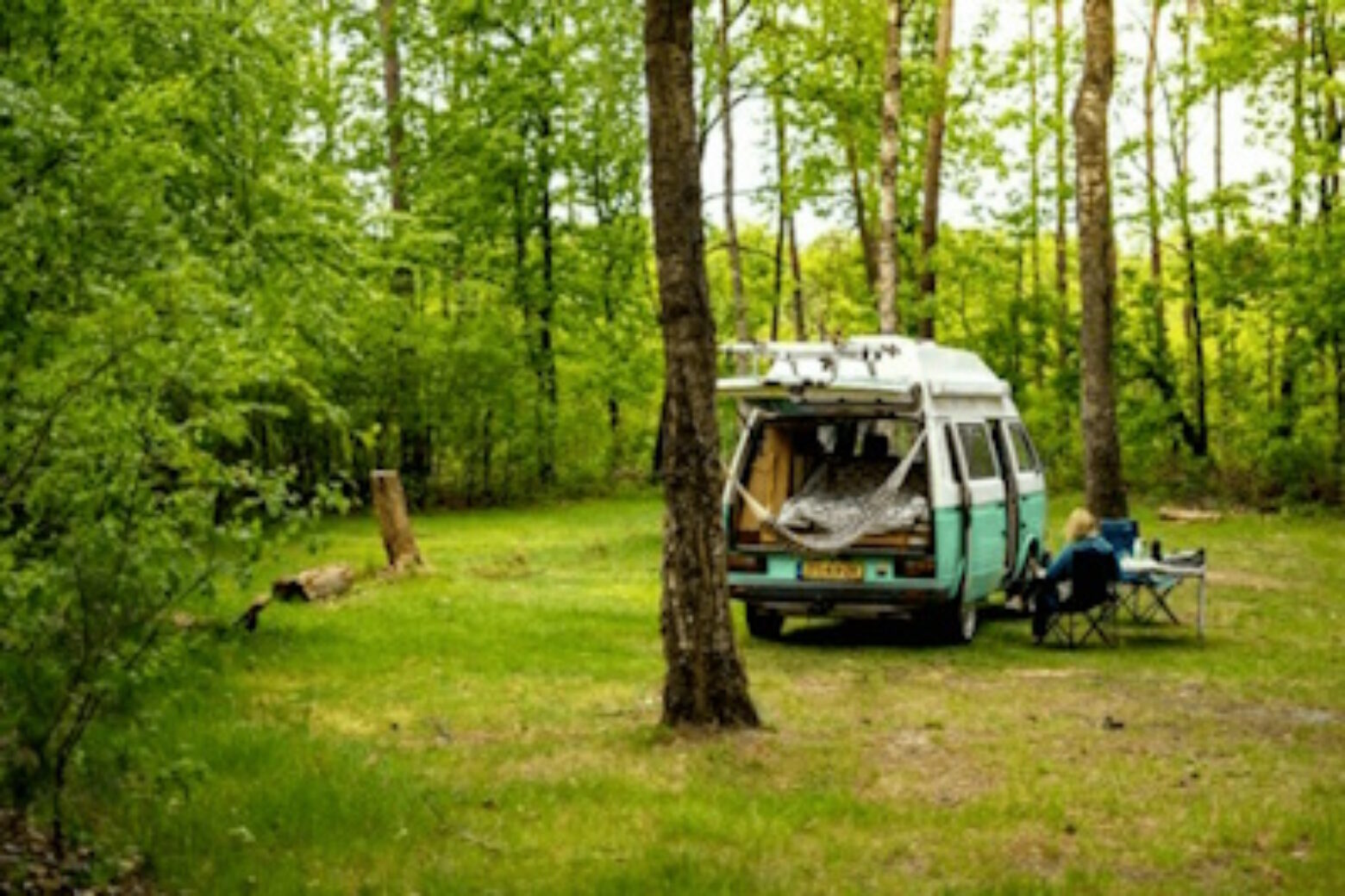 Elandenparken in Zweden: Ontmoet de koning van het bos - ANWB Camping Inspiratie